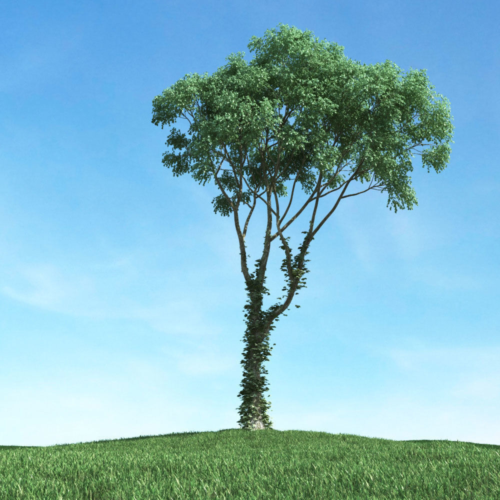 Archmodels vol 117 - Realistic Tree Collection 3D model | CGTrader