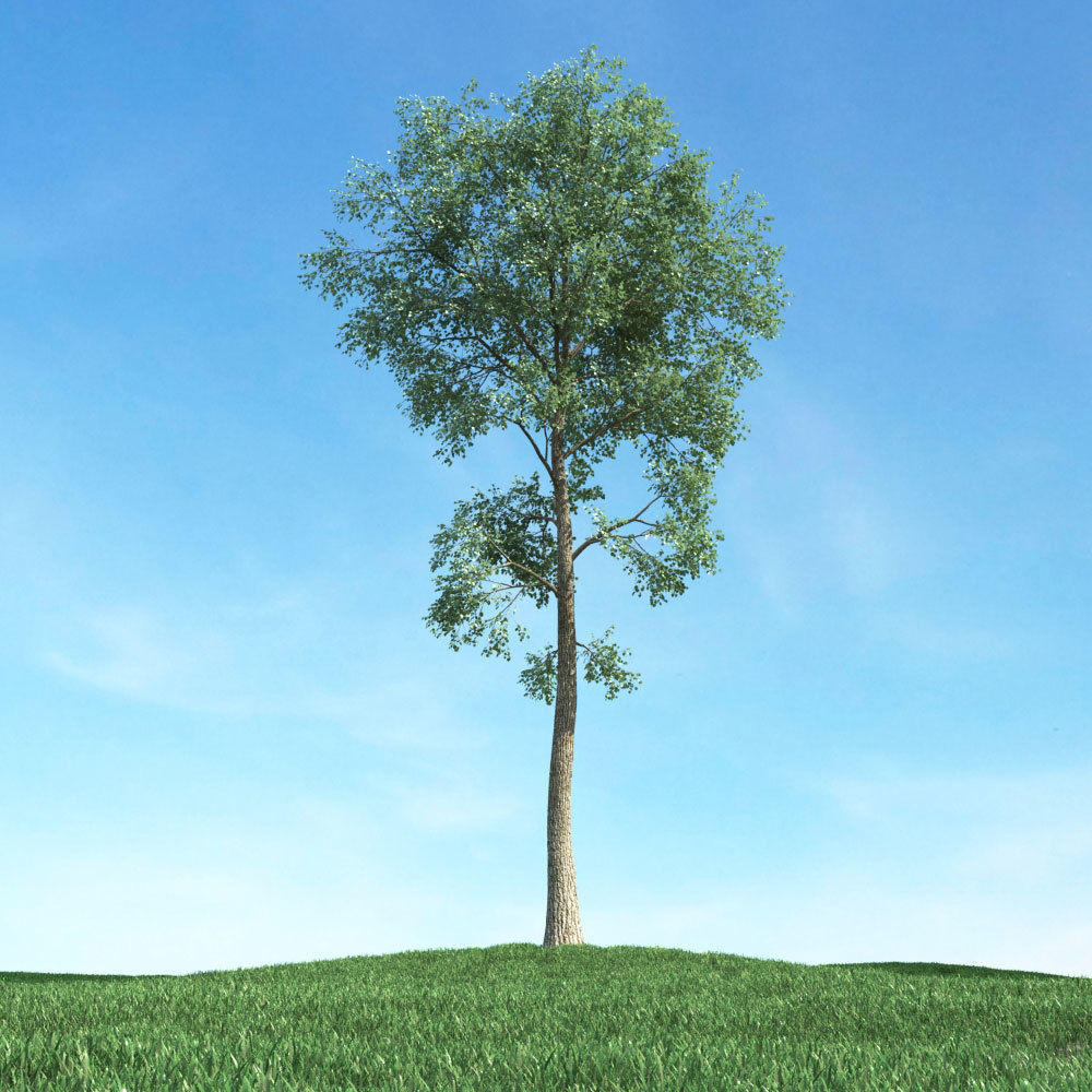 Archmodels vol 117 - Realistic Tree Collection 3D model | CGTrader