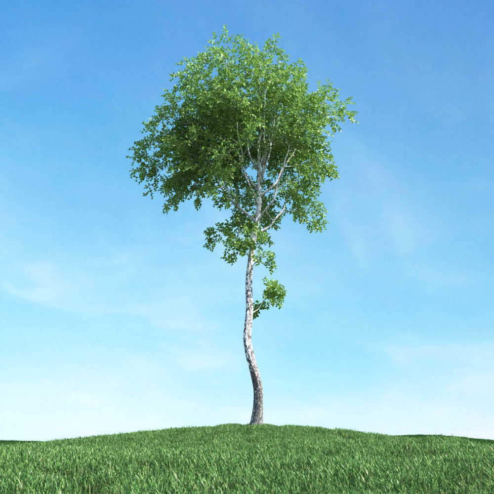 Archmodels vol 117 - Realistic Tree Collection 3D model | CGTrader