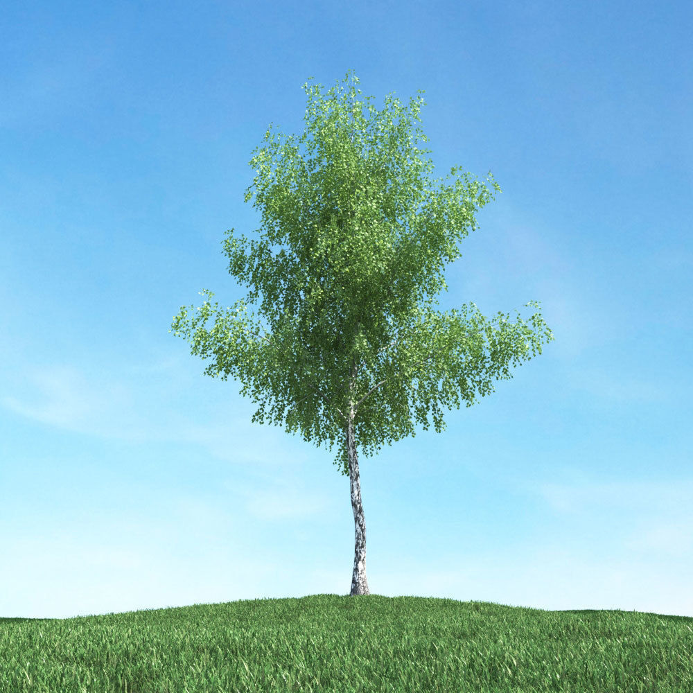 Archmodels vol 117 - Realistic Tree Collection 3D model | CGTrader