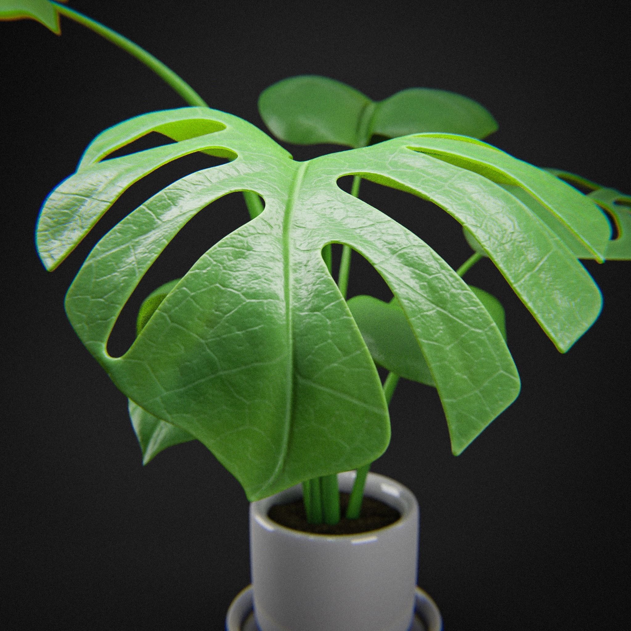Monstera Plant 3D model | CGTrader