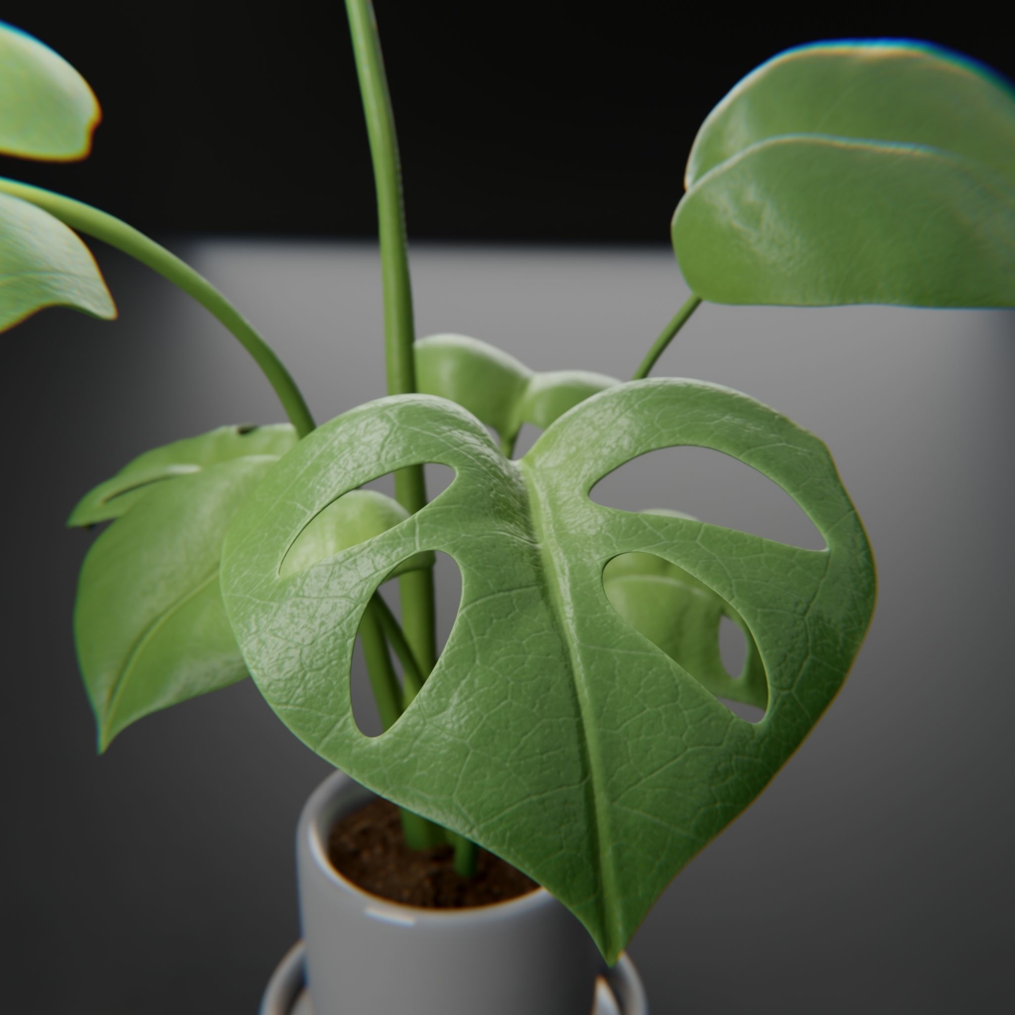 Monstera Plant 3D model | CGTrader