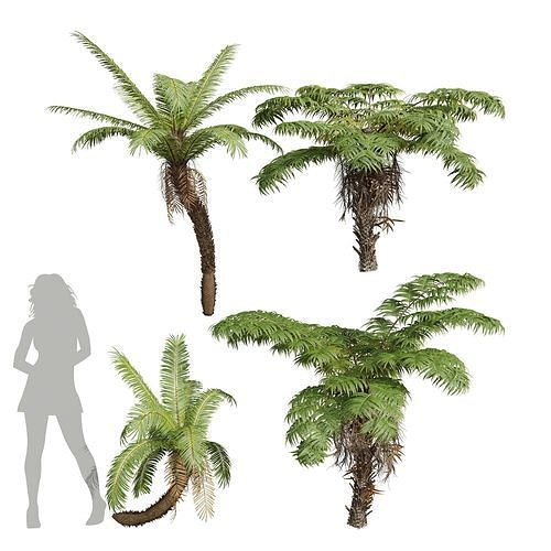 New Plant Alsophila Spinulosa Fern Brainea Insignis 3D model | CGTrader