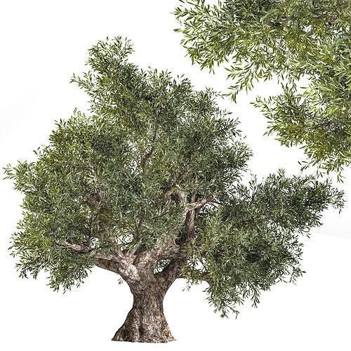 olive Tree 02 3D model | CGTrader