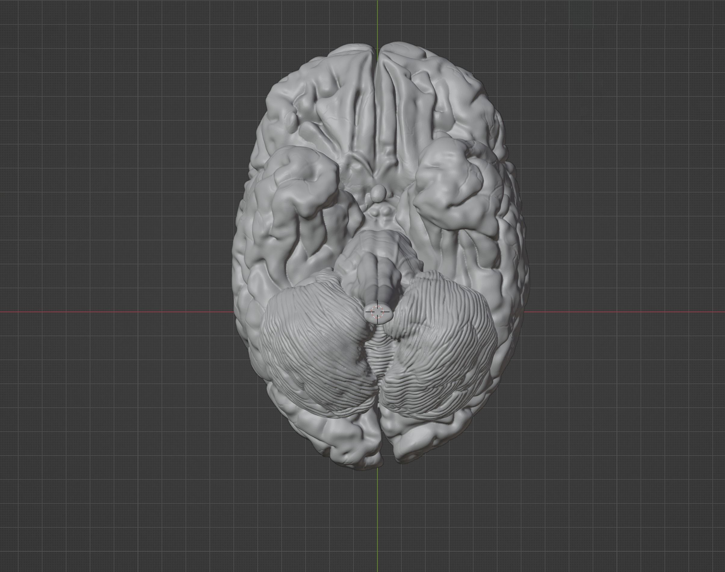 Real Human Brain With Brainstem - Surface Model 3D model | CGTrader