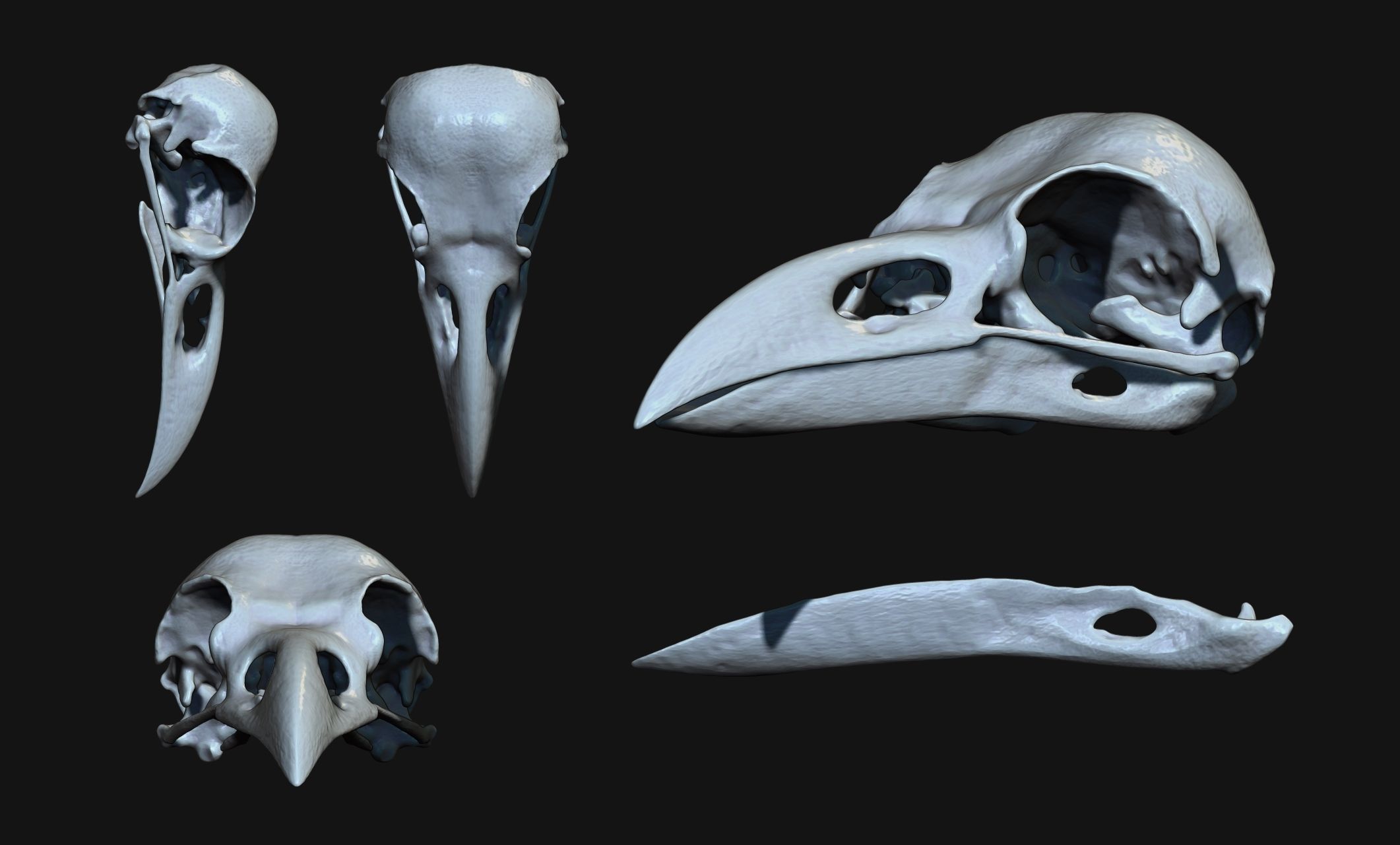 Crow-Raven-Corax Skull - CNC and 3D model 3D printable | CGTrader