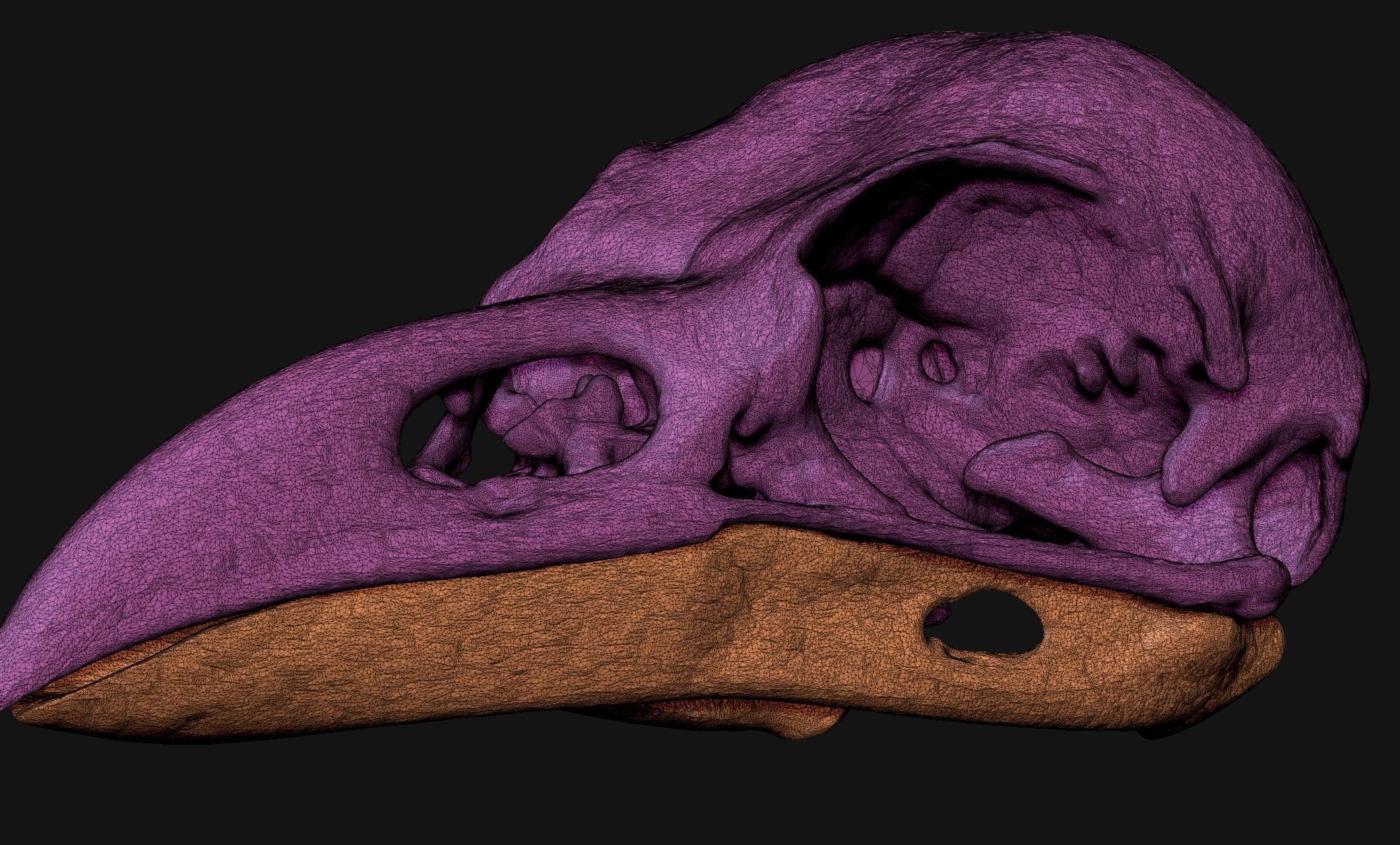 Crow-Raven-Corax Skull - CNC and 3D model 3D printable | CGTrader