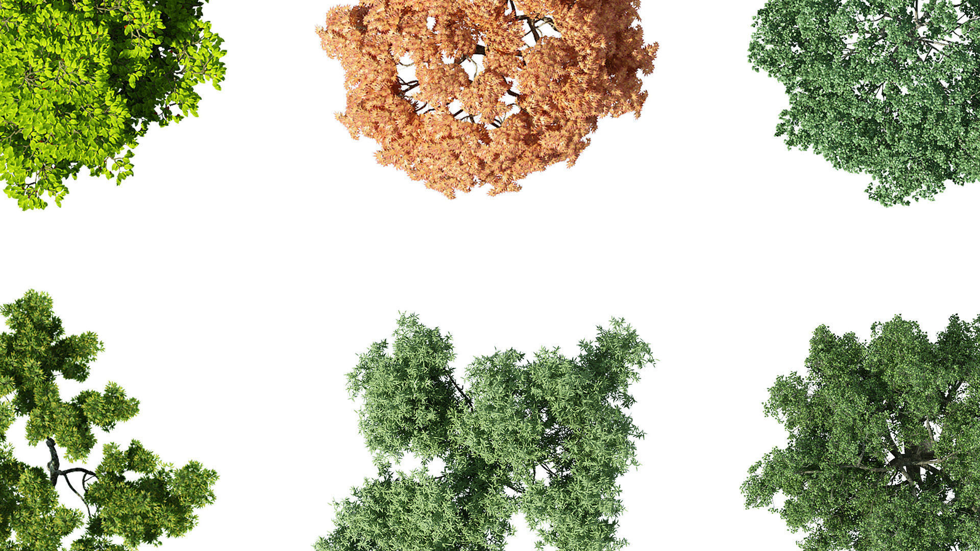 Landscape Tree Plan View 121 Symbol Texture | CGTrader