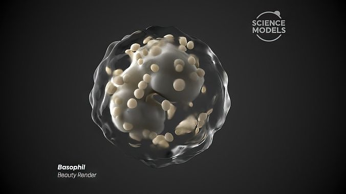 Basophil Cell 3D model animated | CGTrader