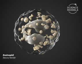 Animated B cells 3D Models | CGTrader