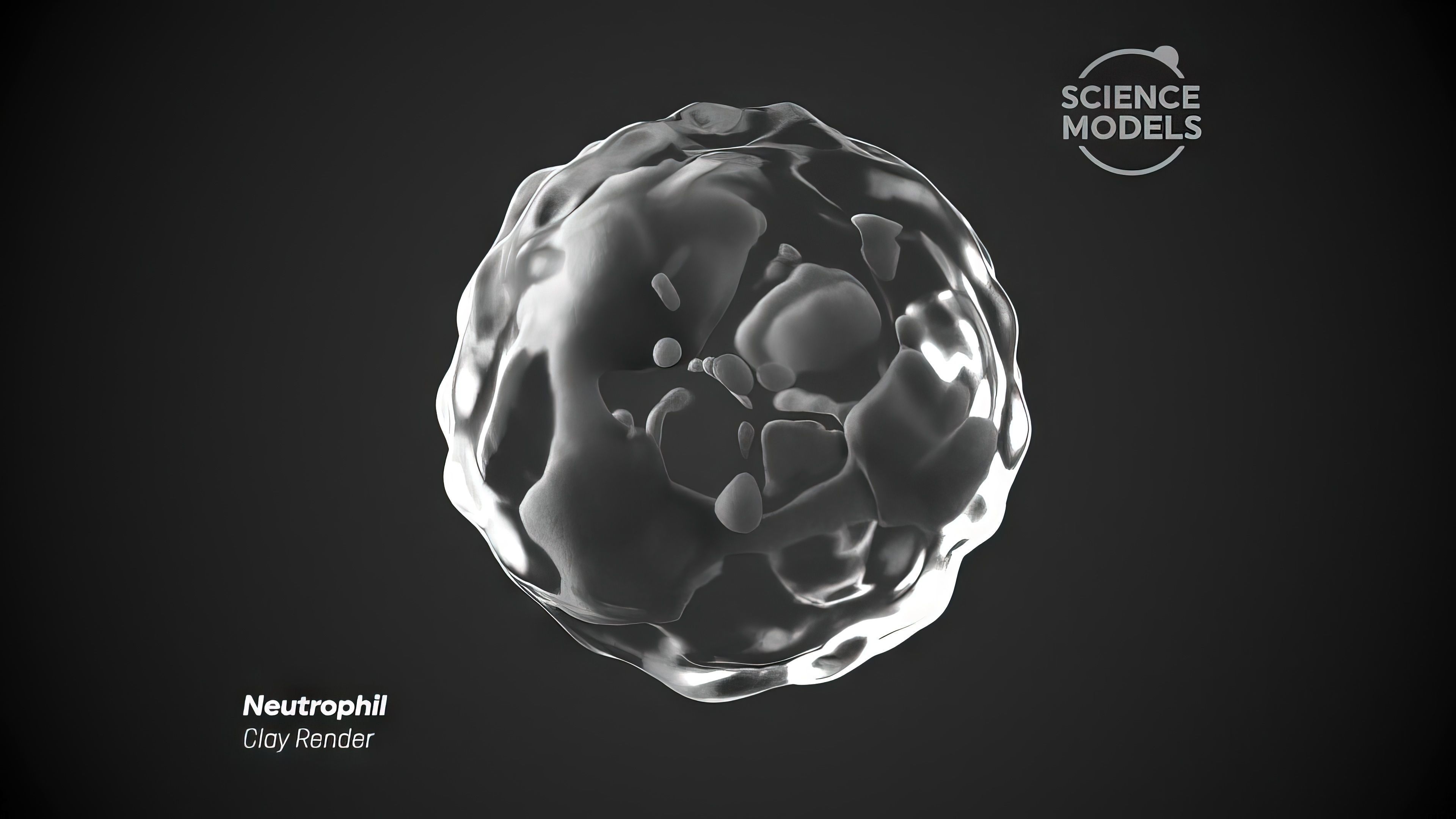 Neutrophil Cell 3D model animated | CGTrader