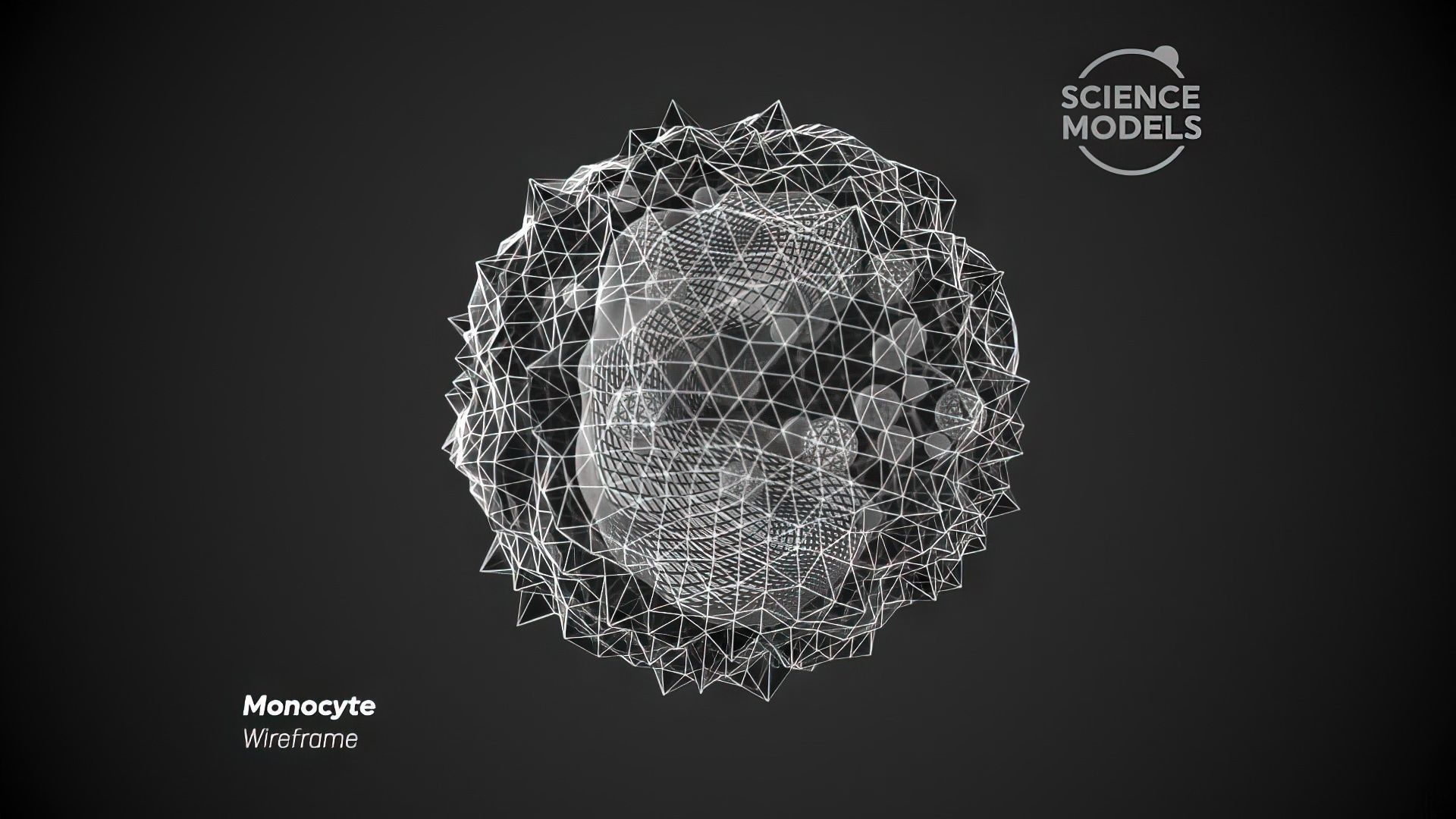 Monocyte Cell 3D model animated | CGTrader