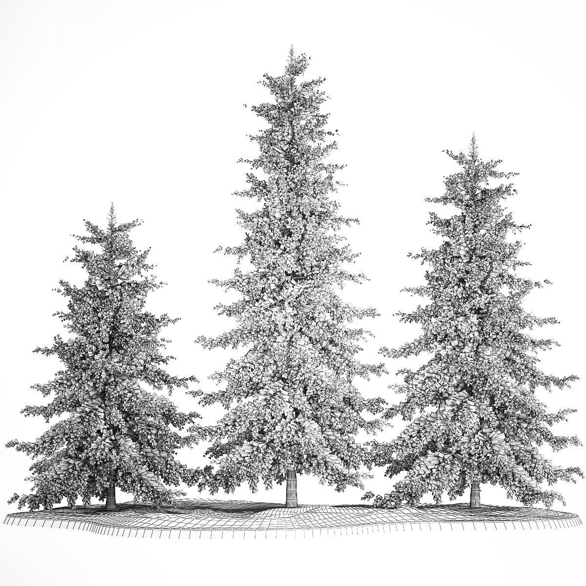 Spruce And Fir Trees For The Park 1157 3D model | CGTrader