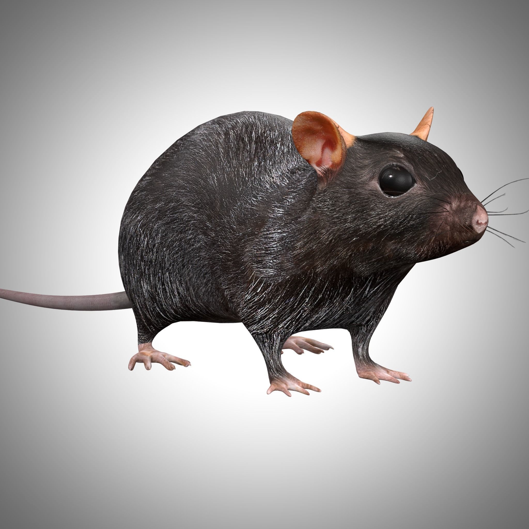3D model Rat Rig VR / AR / low-poly | CGTrader