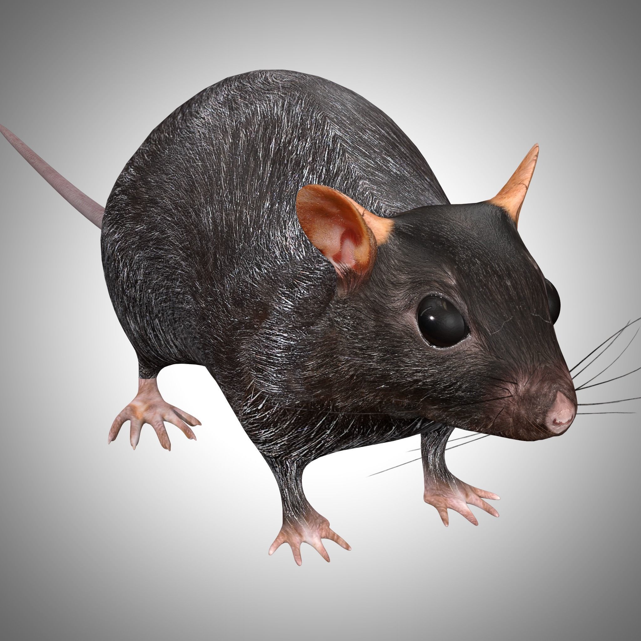 3D model Rat Rig VR / AR / low-poly | CGTrader