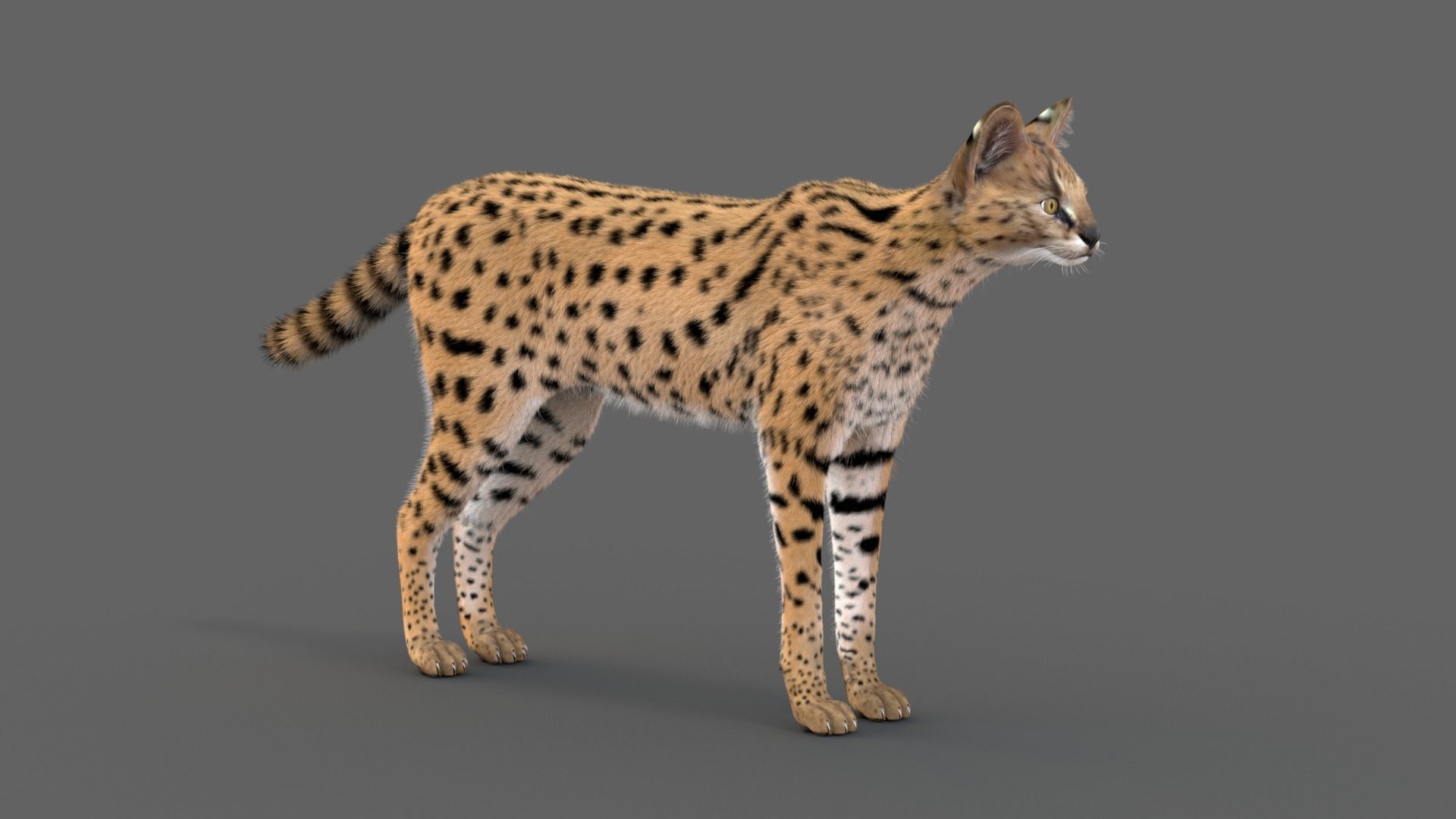 3D model Realistic Serval VR / AR / low-poly | CGTrader