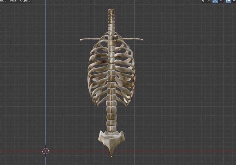 SKELETON 3D MODELS - AR - VR - GAME READY 3D model | CGTrader