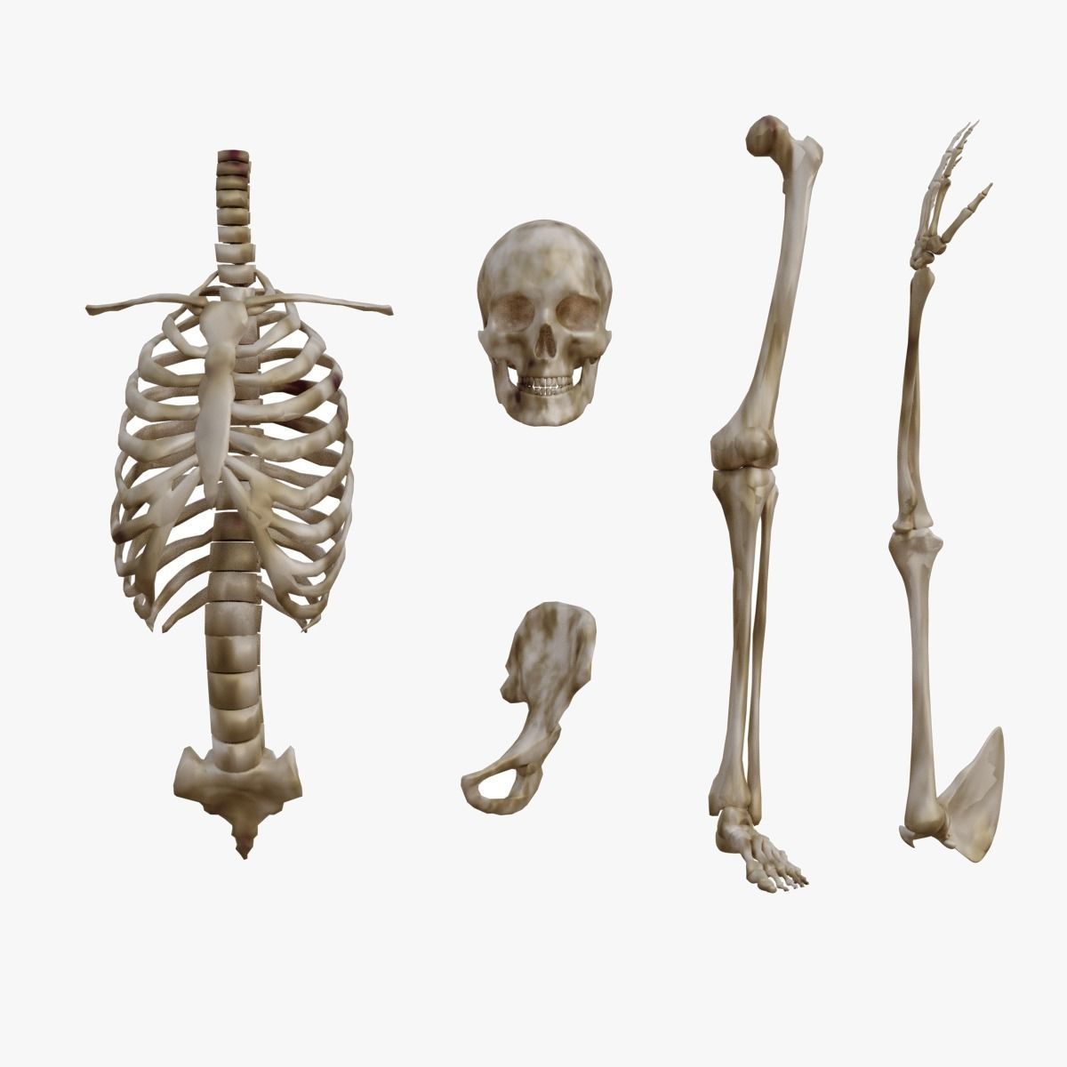 SKELETON 3D MODELS - AR - VR - GAME READY 3D model | CGTrader