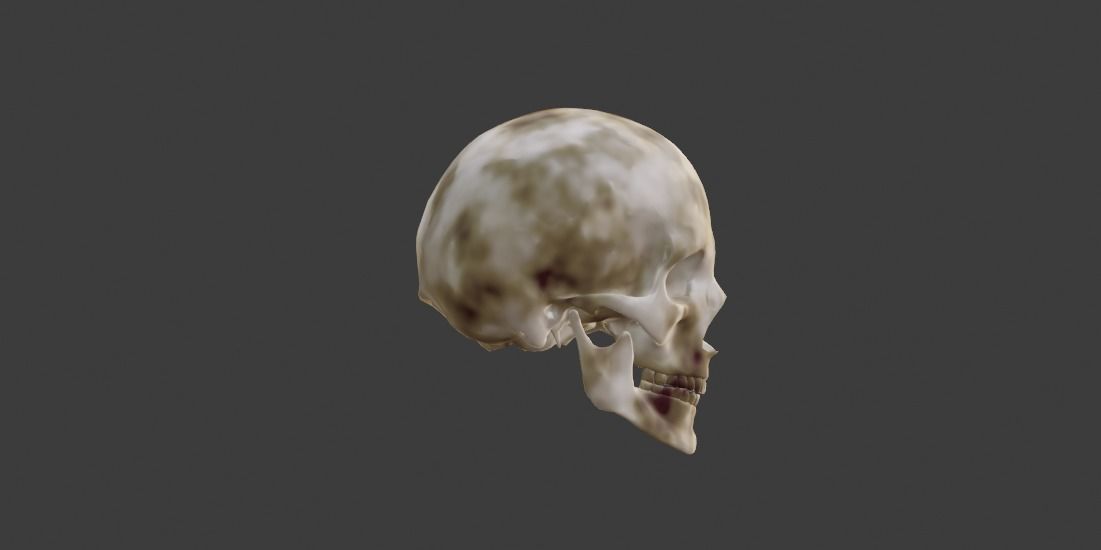 SKELETON 3D MODELS - AR - VR - GAME READY 3D model | CGTrader