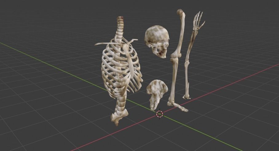 SKELETON 3D MODELS - AR - VR - GAME READY 3D model | CGTrader
