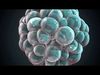 Cell Division Spherical Animated 3D Sequence 3D model animated | CGTrader