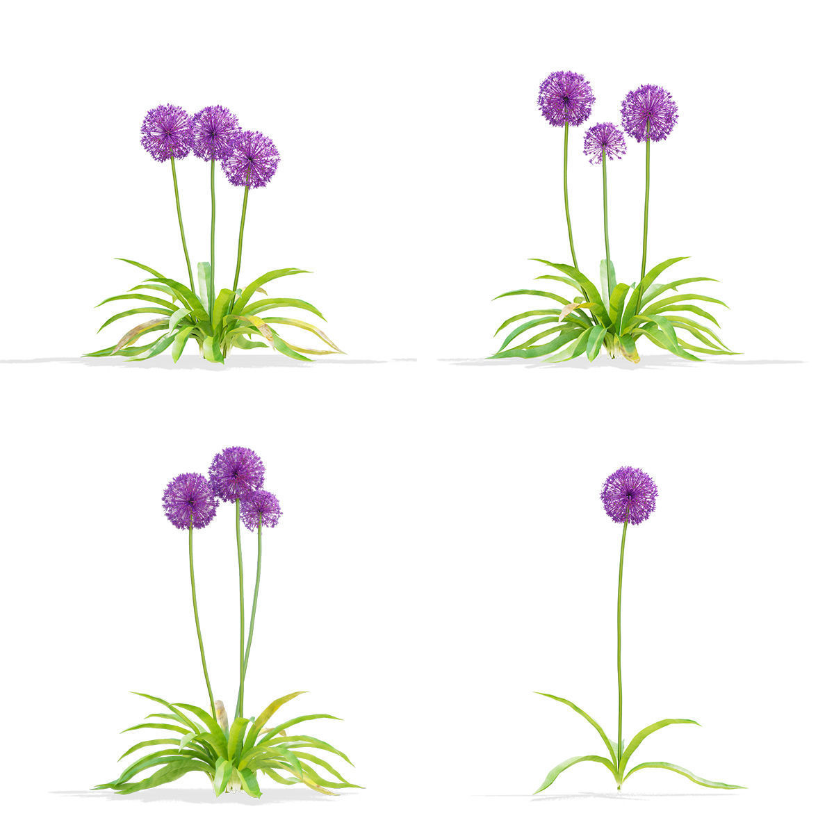Allium hollandicum flower 3D model | CGTrader