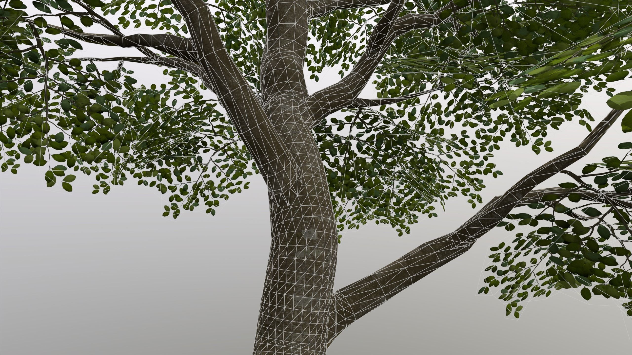 3D model Low Poly Beech Tree VR / AR / low-poly | CGTrader