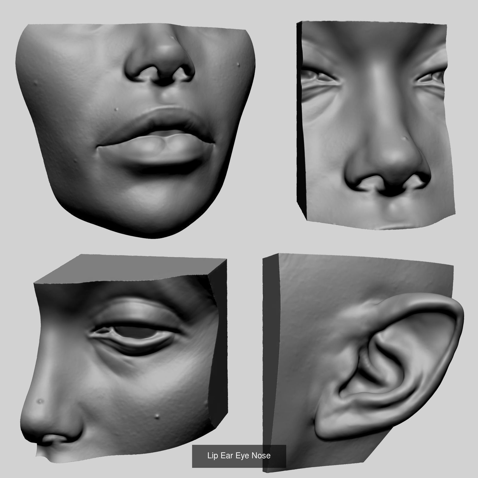 Head and Face Anatomy Models 3D Model Collection | CGTrader