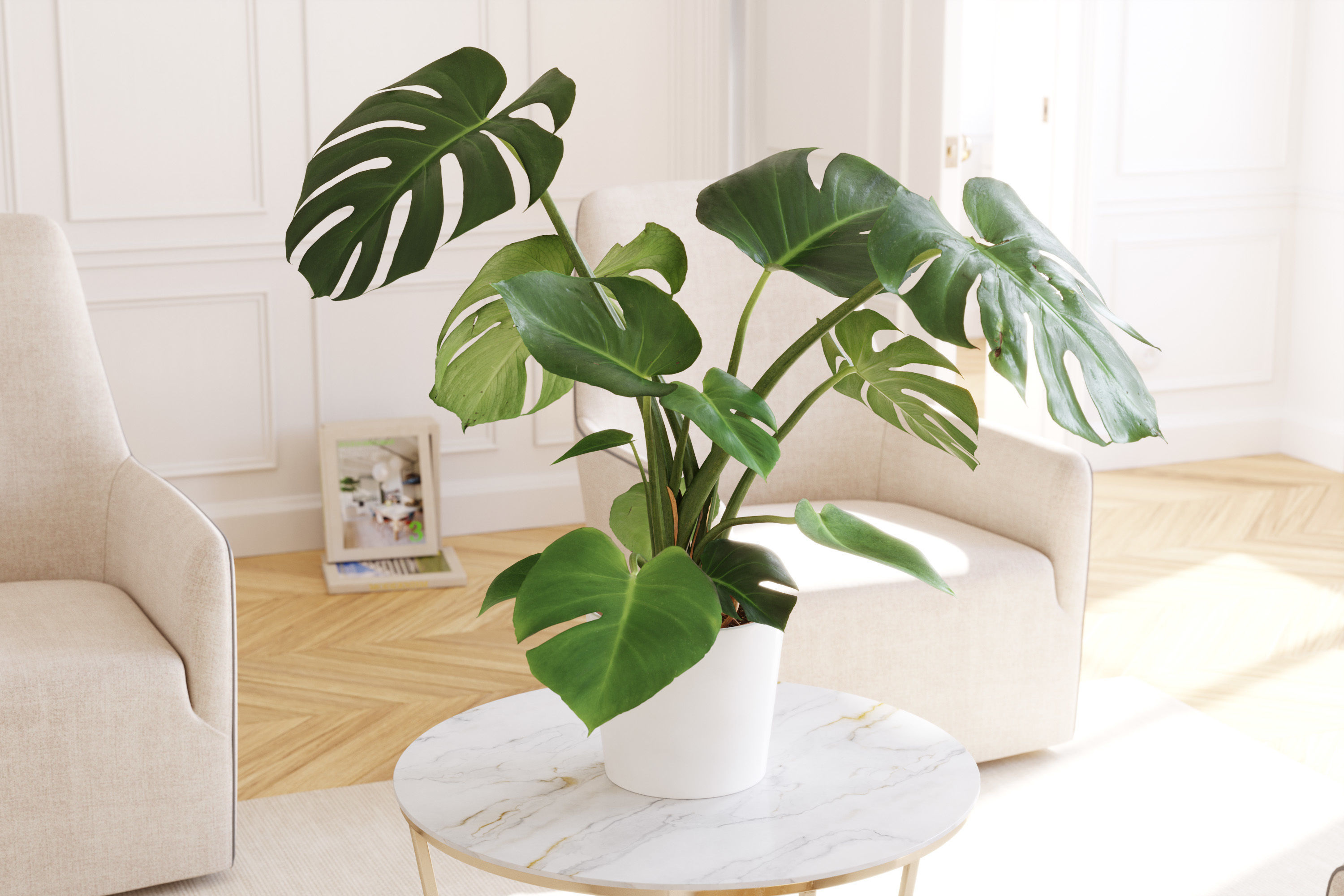 Monstera deliciosa in ceramic pot 3D model | CGTrader