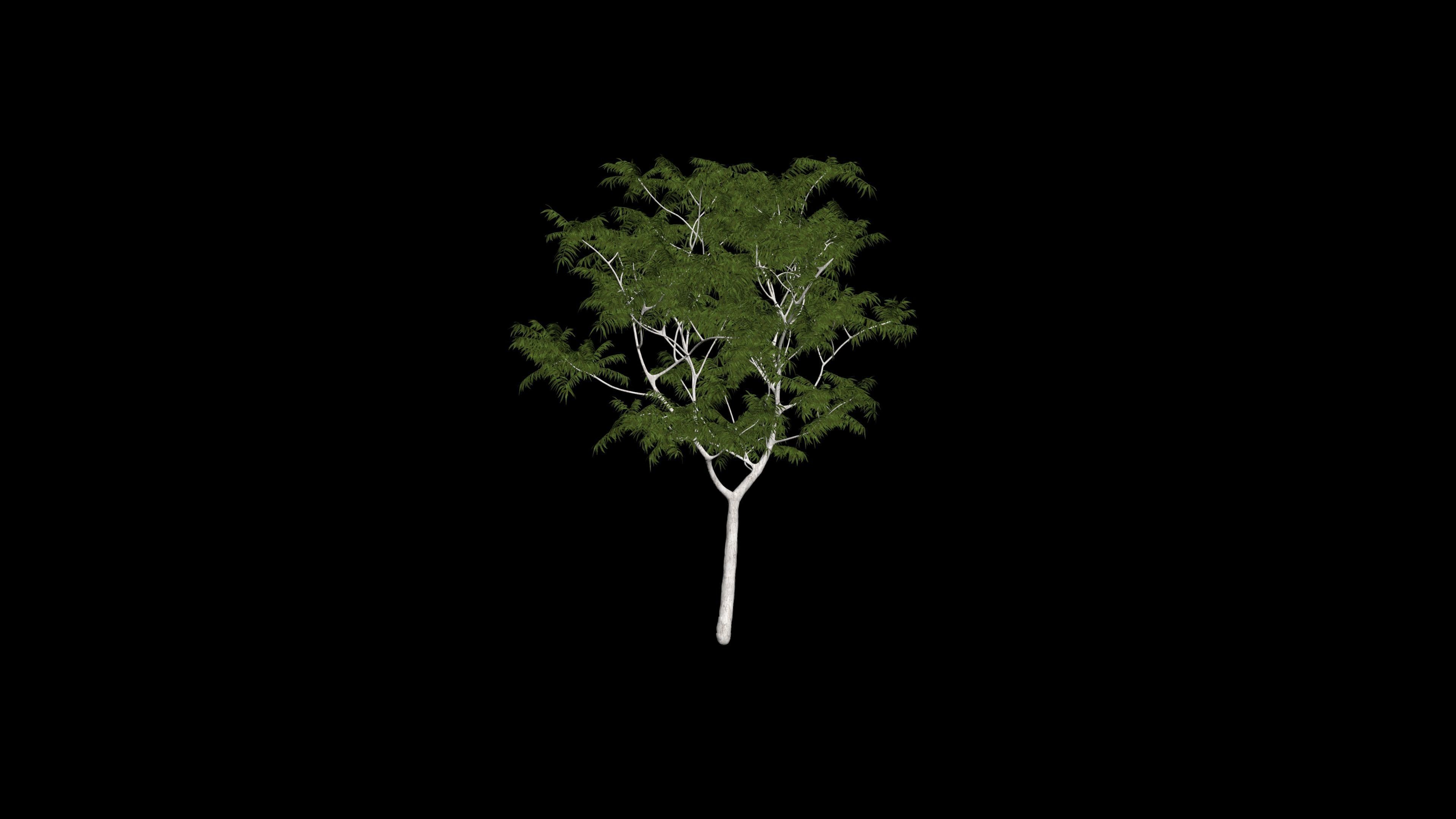 Japanese Walnut Tree free 3D model | CGTrader
