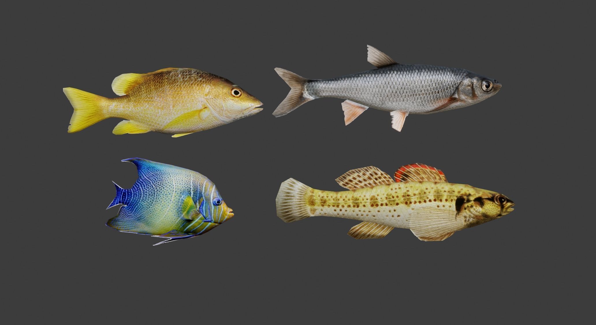 3D model Fish collection low-poly fishes VR / AR / low-poly | CGTrader