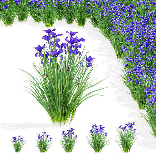 Iris sibirica flower 3D model | CGTrader