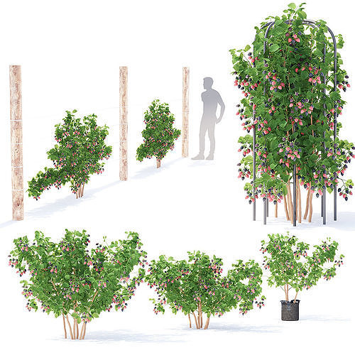 Bramble bush berry 3D model | CGTrader
