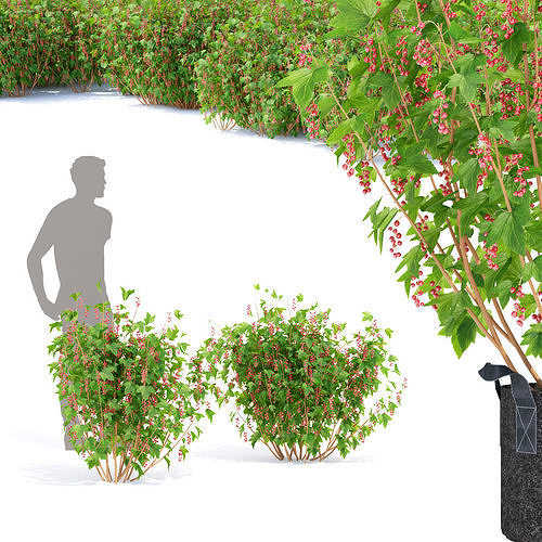 Currant red berry bush 3D model | CGTrader
