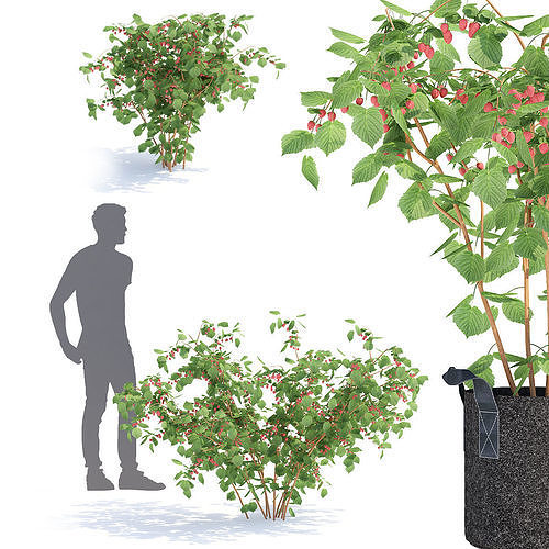 Raspberries bush berry 3D model | CGTrader
