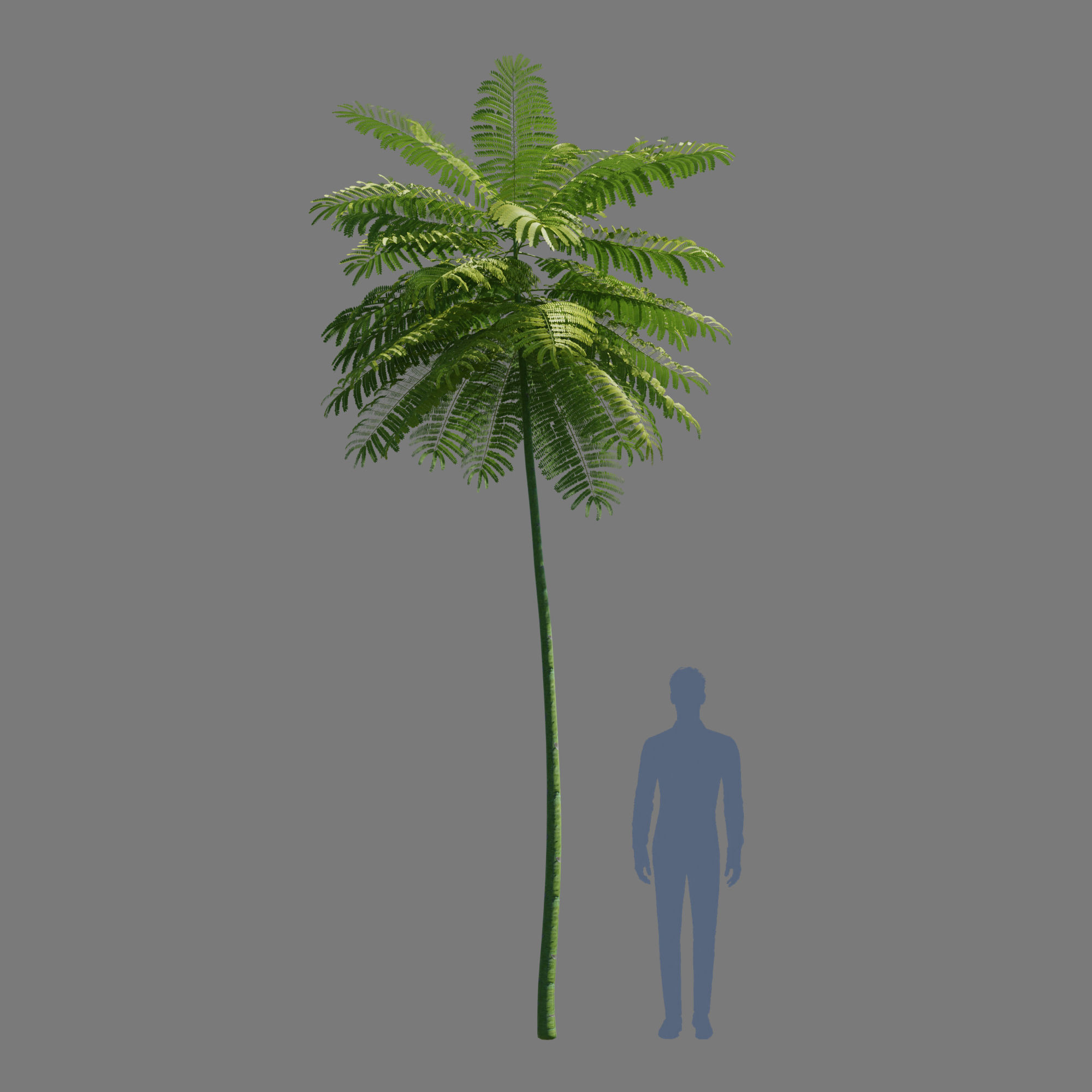 3D model Schizolobium parahyba - Guapuruvu - Pakis Brazil VR / AR / low ...