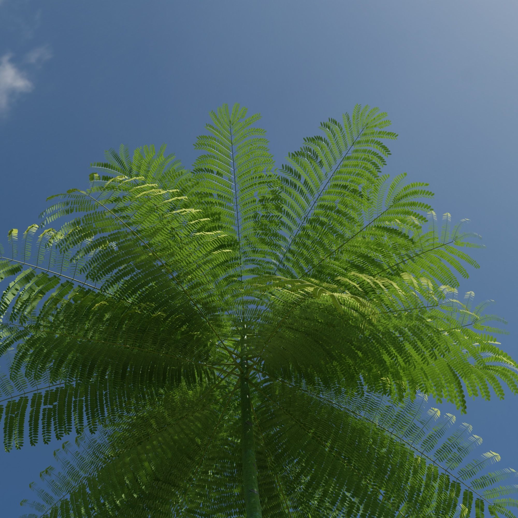 3D model Schizolobium parahyba - Guapuruvu - Pakis Brazil VR / AR / low ...