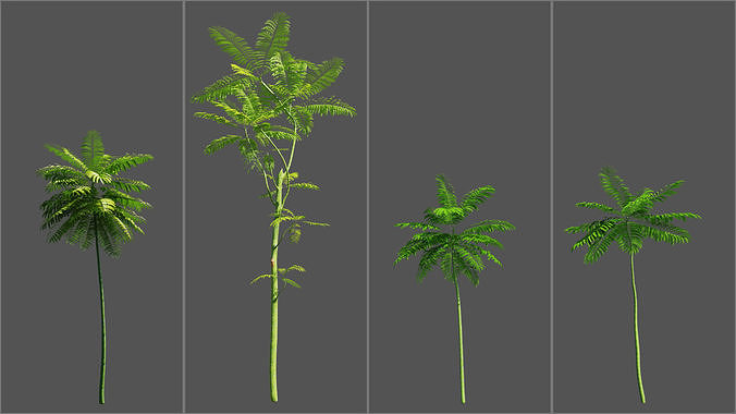 3D model Schizolobium parahyba - Guapuruvu - Pakis Brazil VR / AR / low ...