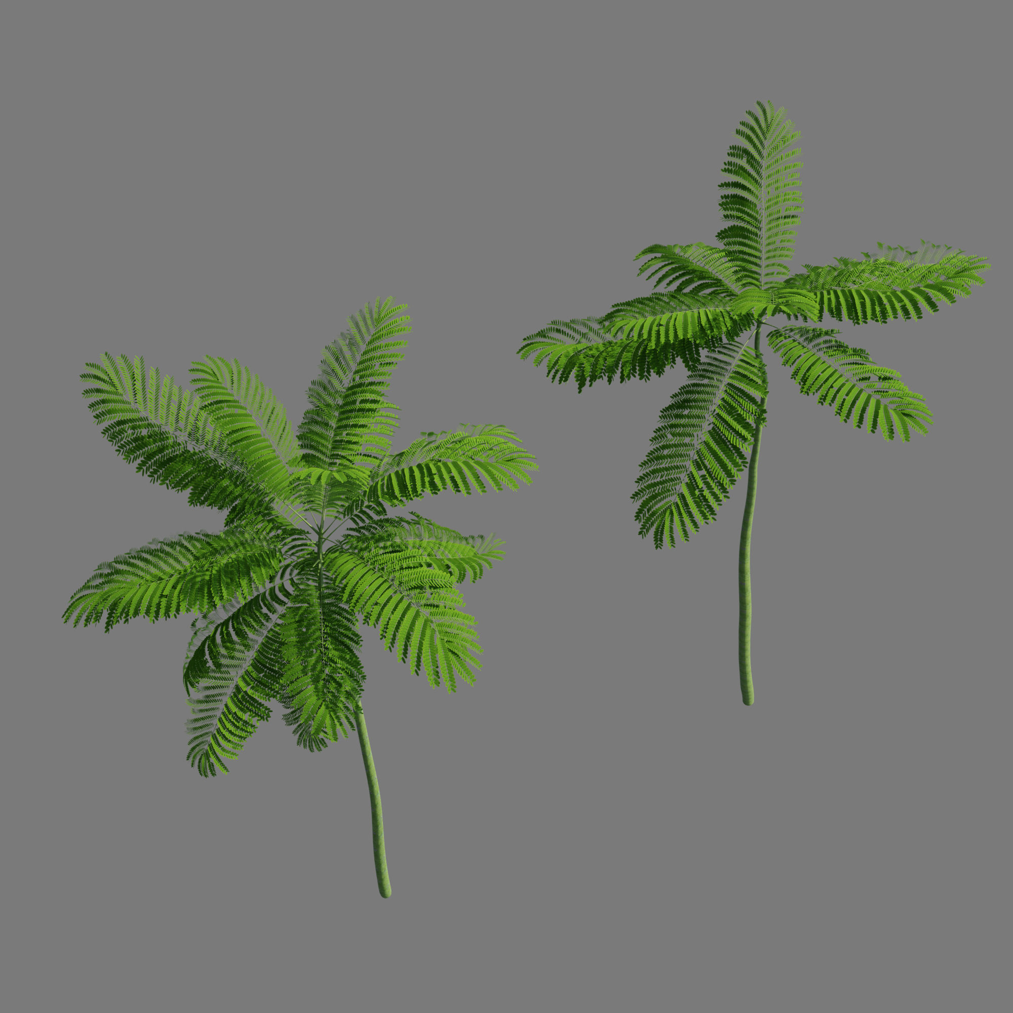 3D model Schizolobium parahyba - Guapuruvu - Pakis Brazil VR / AR / low ...