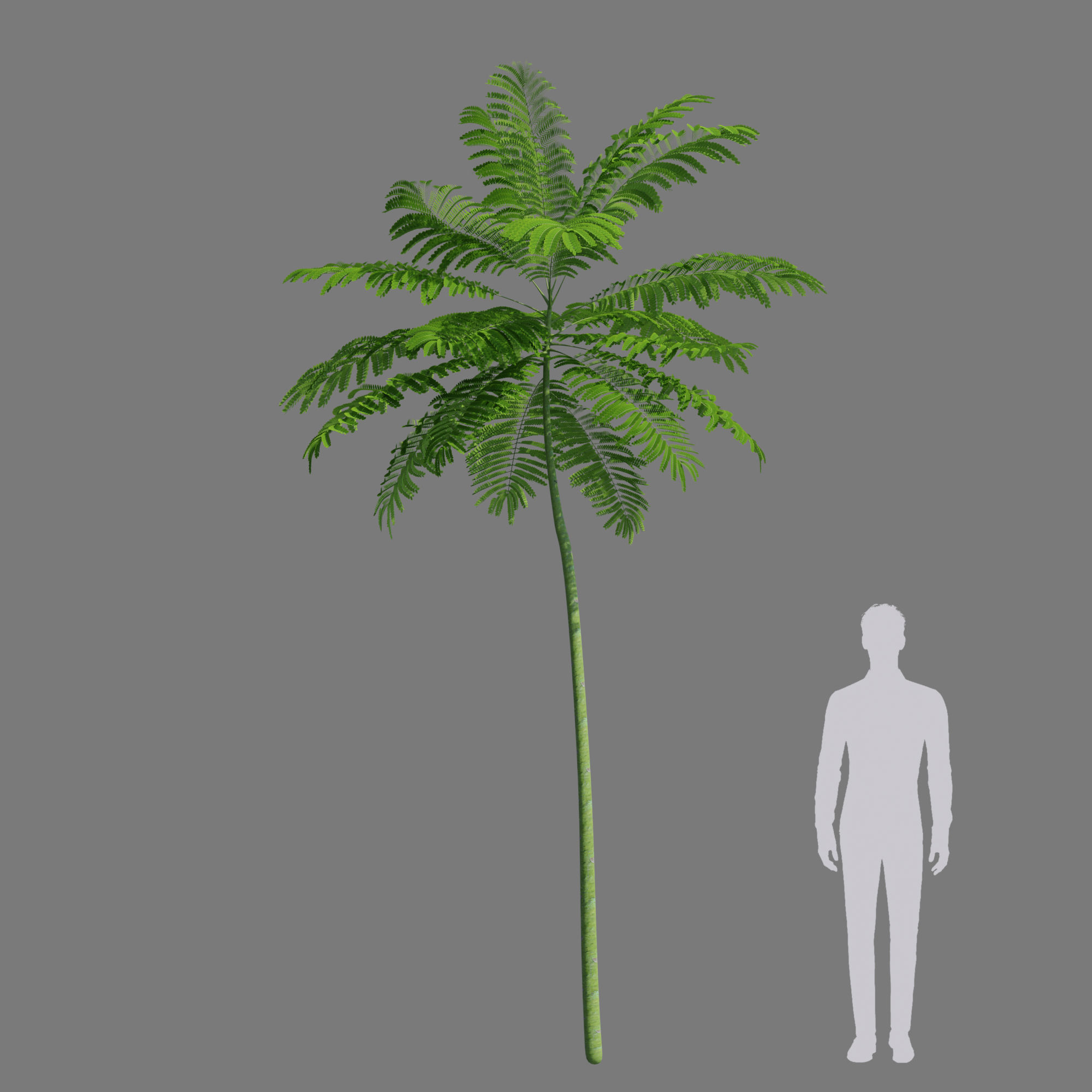 3D model Schizolobium parahyba - Guapuruvu - Pakis Brazil VR / AR / low ...