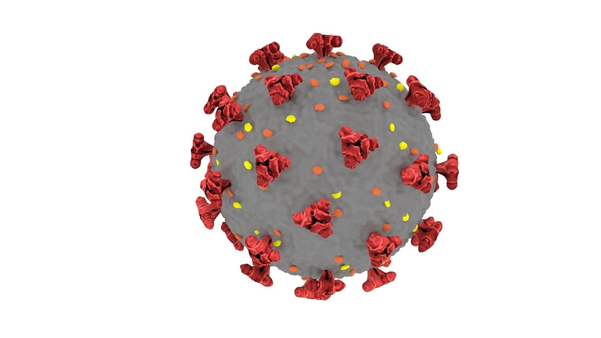 Coronavirus 3D model | CGTrader
