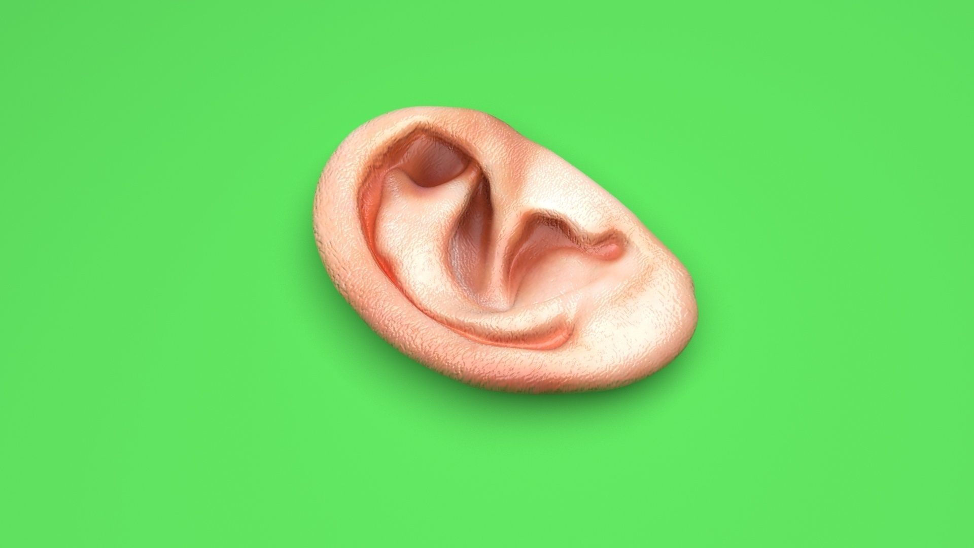 Human Ear 3D model | CGTrader