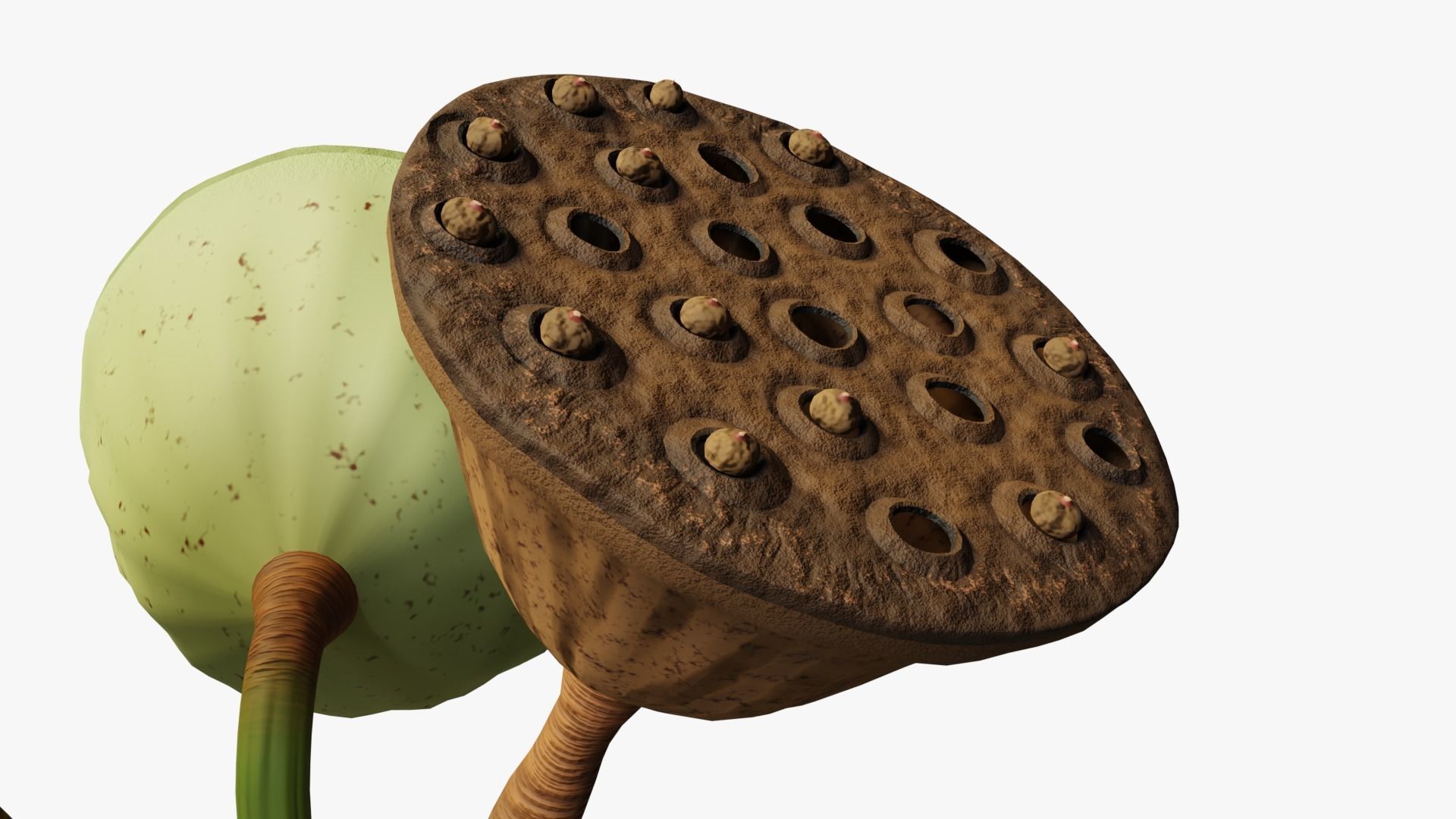 Lotus seed pods 3D model | CGTrader