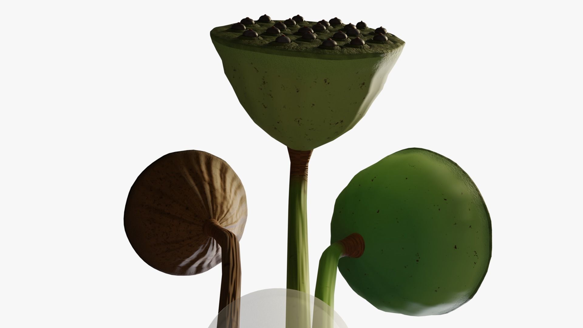 Lotus seed pods 3D model | CGTrader