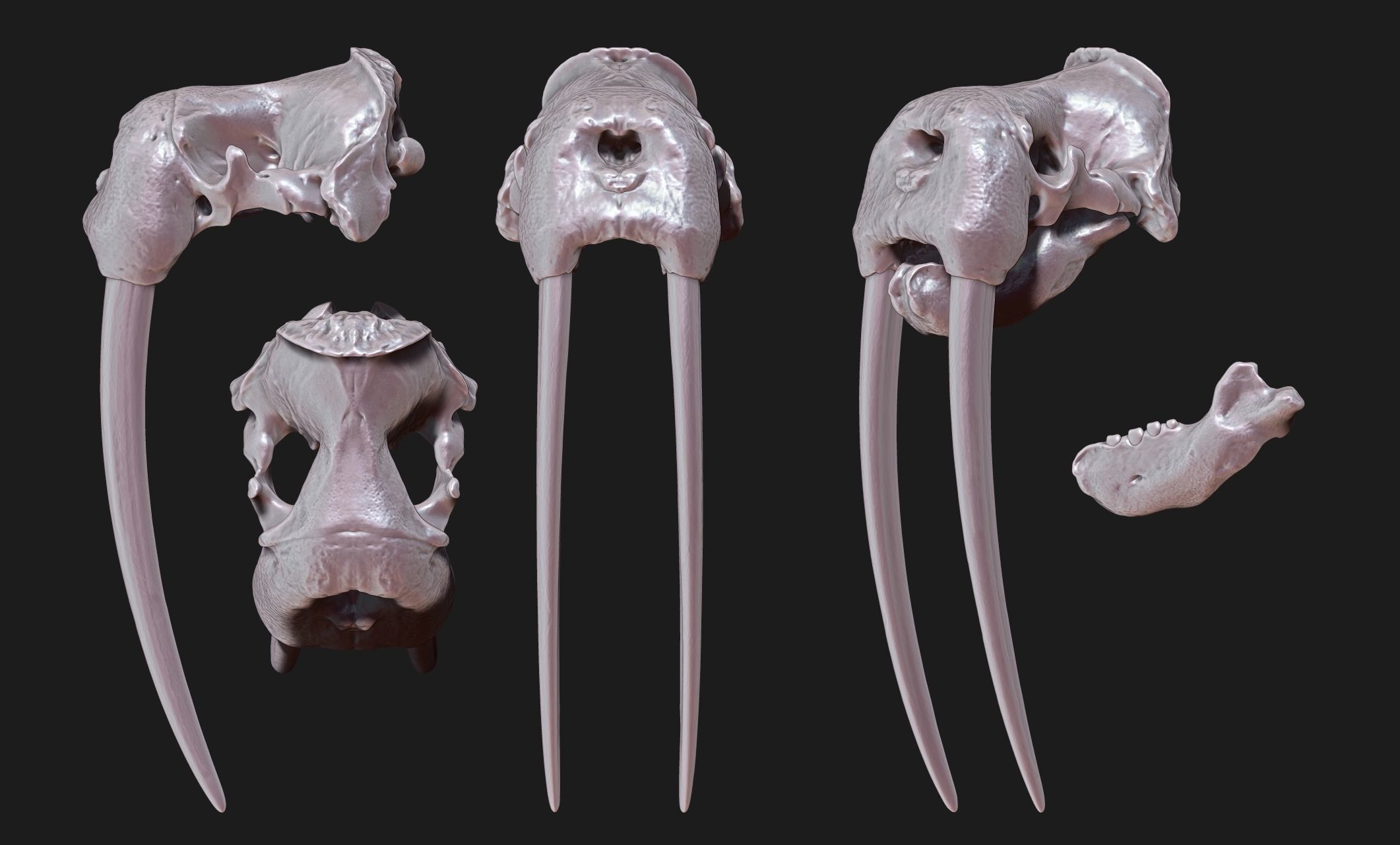 Male Walrus Skull - CNC and 3D model 3D printable | CGTrader