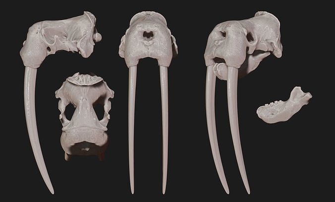 Male Walrus Skull - CNC and 3D model 3D printable | CGTrader