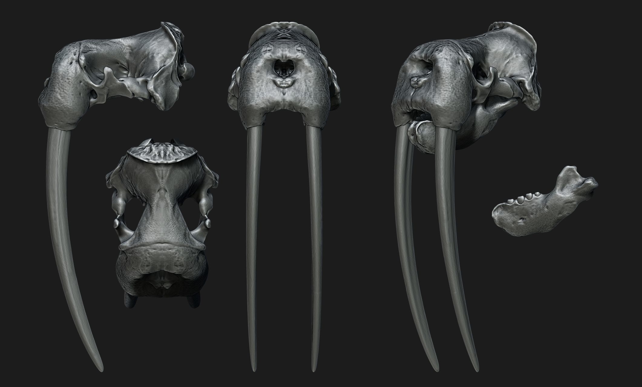 Male Walrus Skull - CNC and 3D model 3D printable | CGTrader