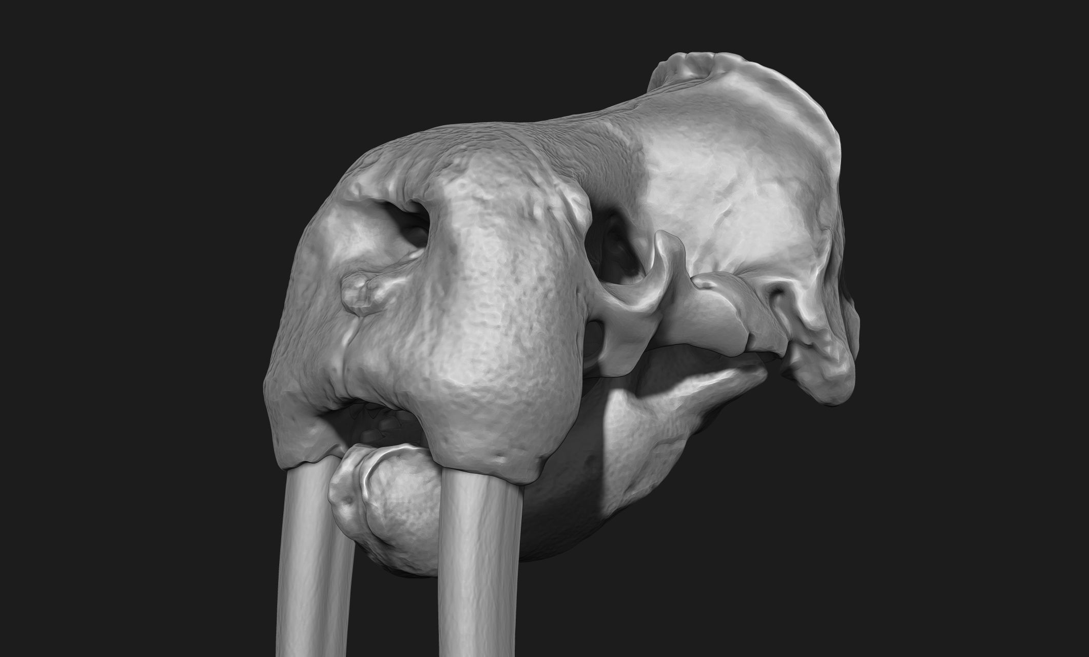 Male Walrus Skull - CNC and 3D model 3D printable | CGTrader
