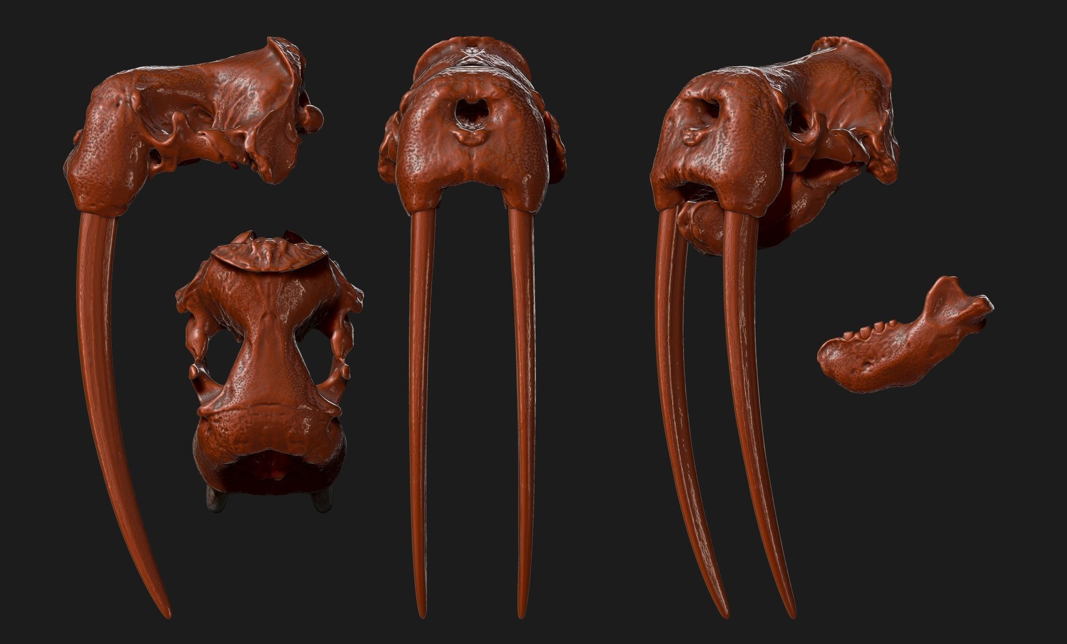 Male Walrus Skull - CNC and 3D model 3D printable | CGTrader