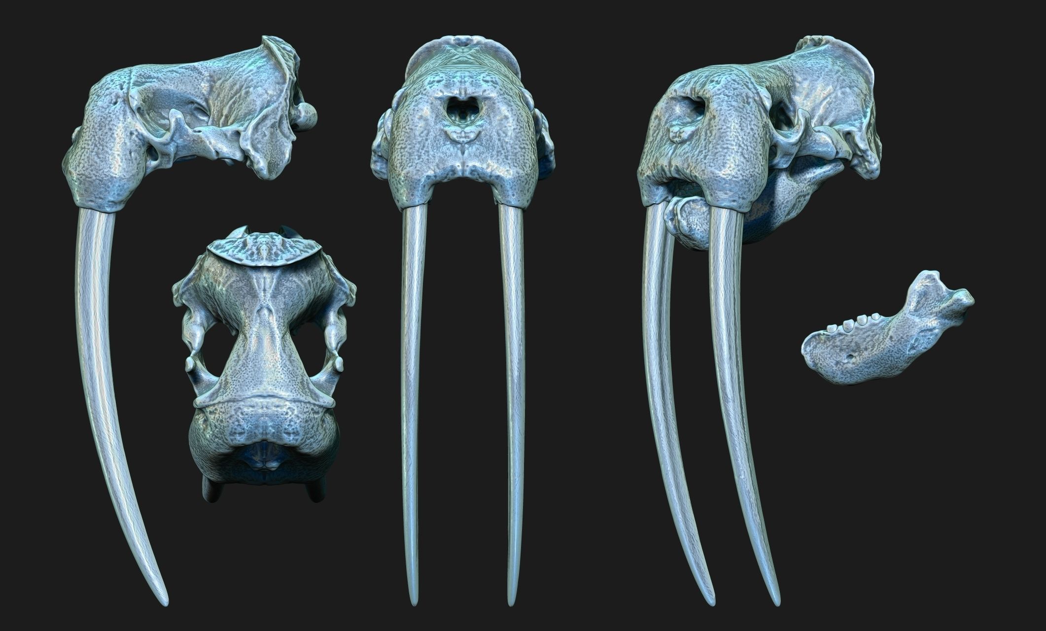 Male Walrus Skull - CNC and 3D model 3D printable | CGTrader